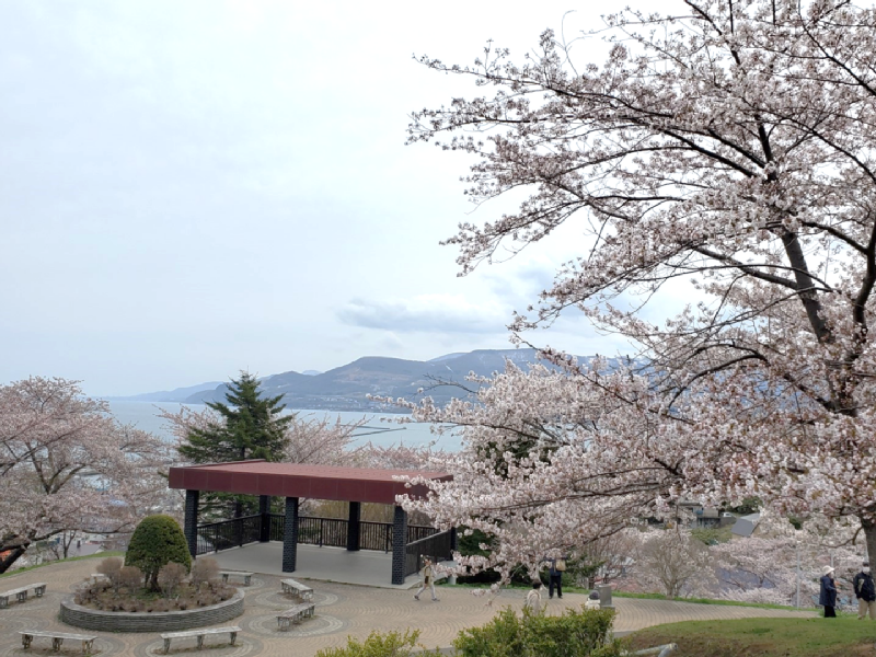 手宮緑化植物園の花見・桜情報【2024】｜ウェザーニュース