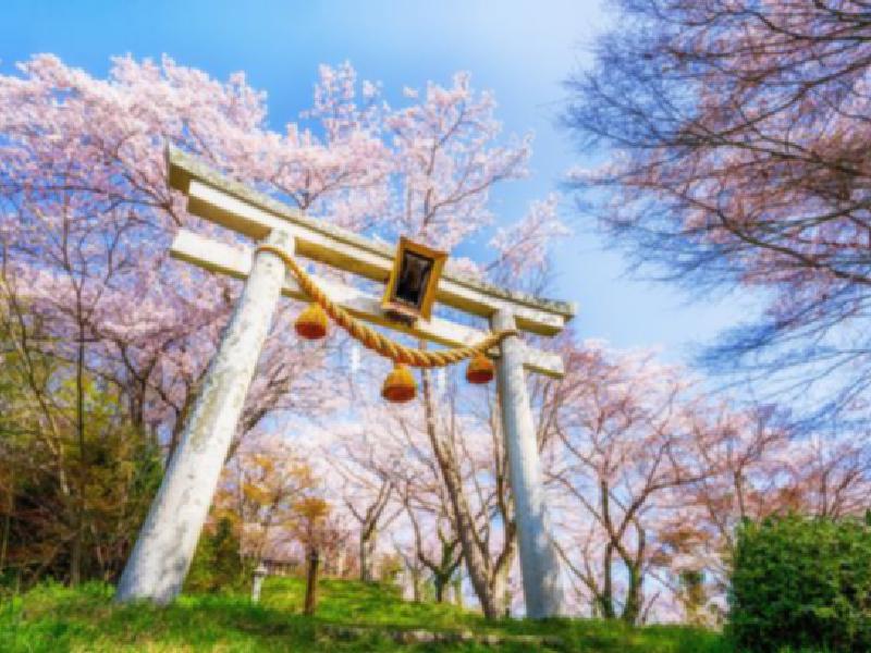 虎御前山の花見・桜情報【2023年】｜ウェザーニュース