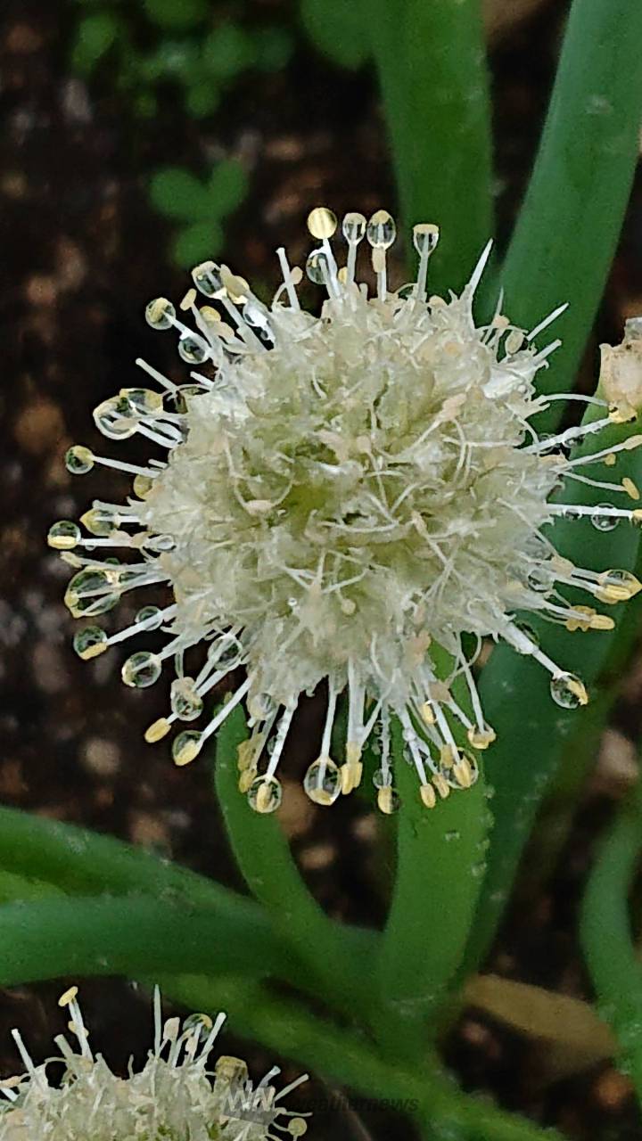 霧雨は止みましたが、曇ってひんやりしてま | 北海道釧路市 | 忠さん | ウェザーニュース