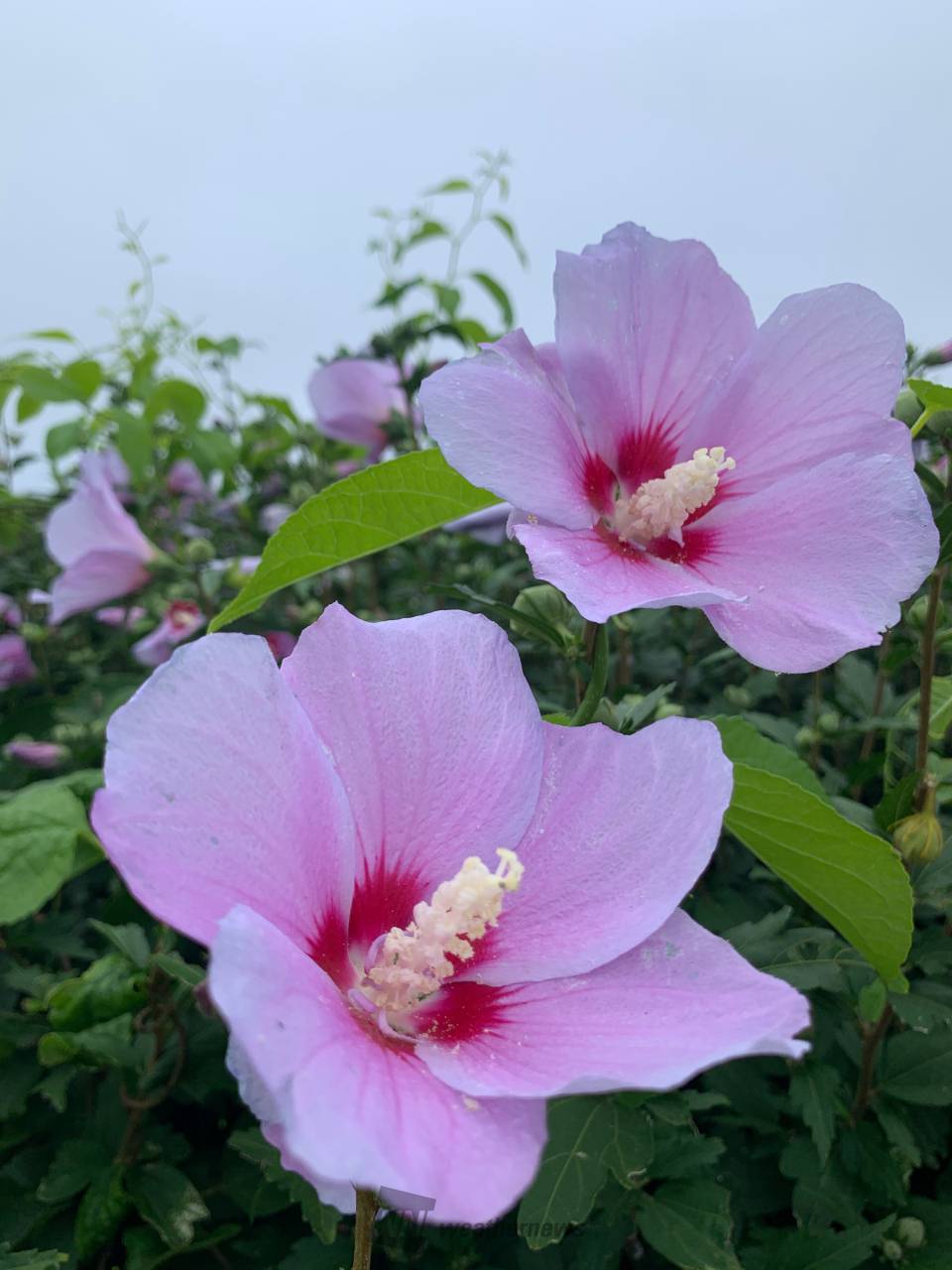 ムクゲが咲き始めました。蕾は沢山--- | 千葉県銚子市 | BeeZem | ウェザーニュース