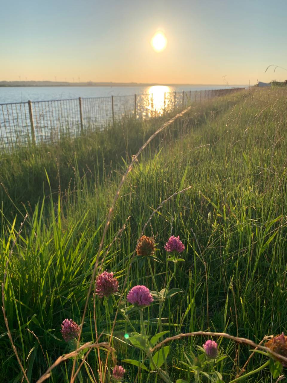 ムラサキベンケイソウも やっと暑さから | 千葉県銚子市 | BeeZem | ウェザーニュース