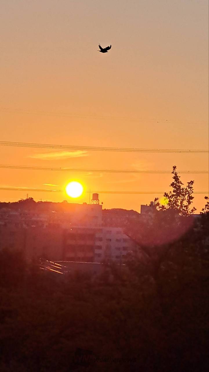 日の出🌅 カラスカァ♀_(`O`)♪ 3 | 神奈川県川崎市麻生区 | らんど | ウェザーニュース