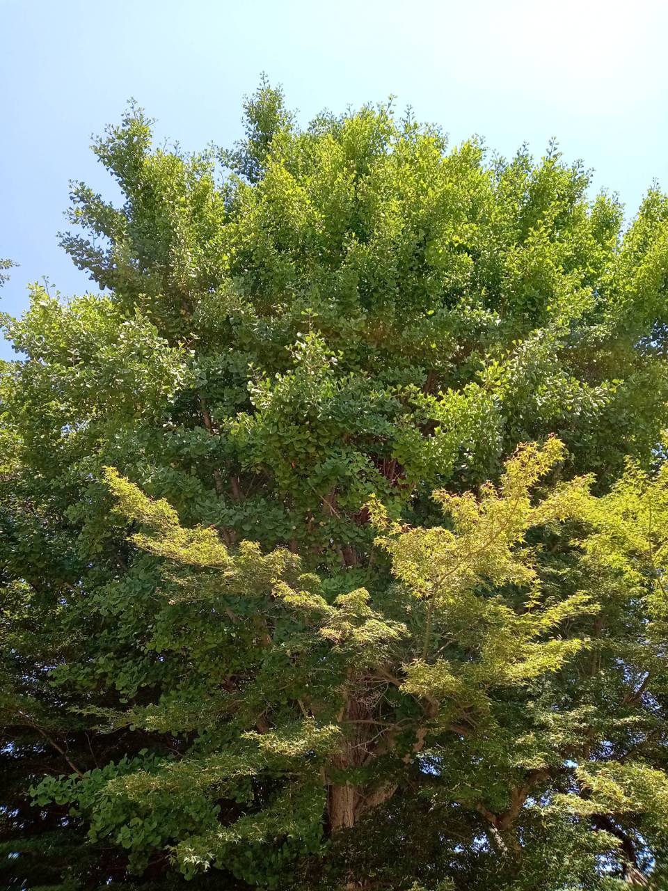 雲に覆われています。ゆるく南風。夕立もな | 滋賀県大津市 | jinryo | ウェザーニュース