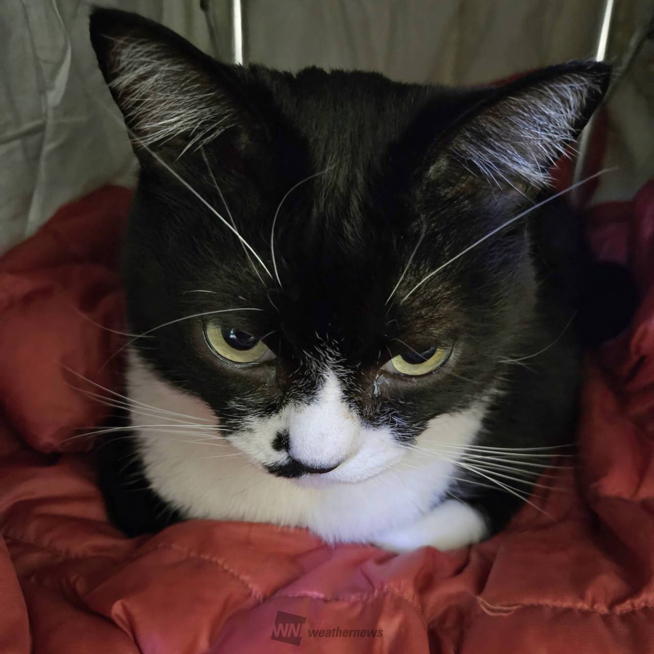 おてて、ナイナイ🎵 おこたの中で、寛 | 青森県五所川原市 | つがりあんケイ | ウェザーニュース